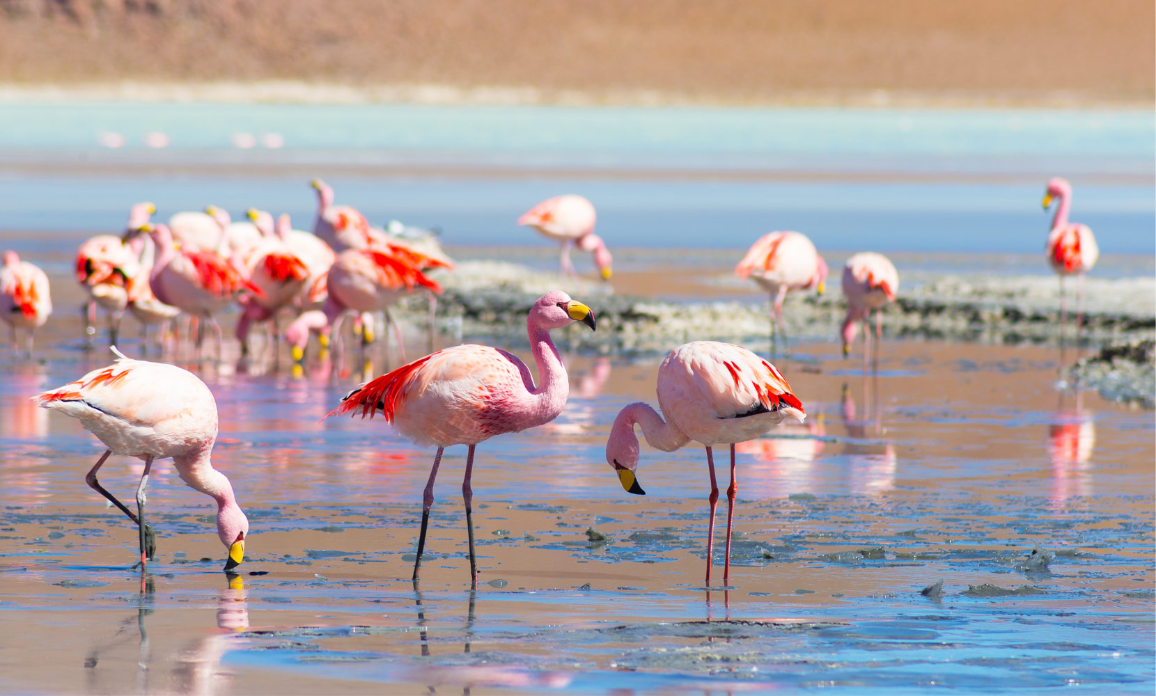 Bird Watchers: Where should you fly this fall?